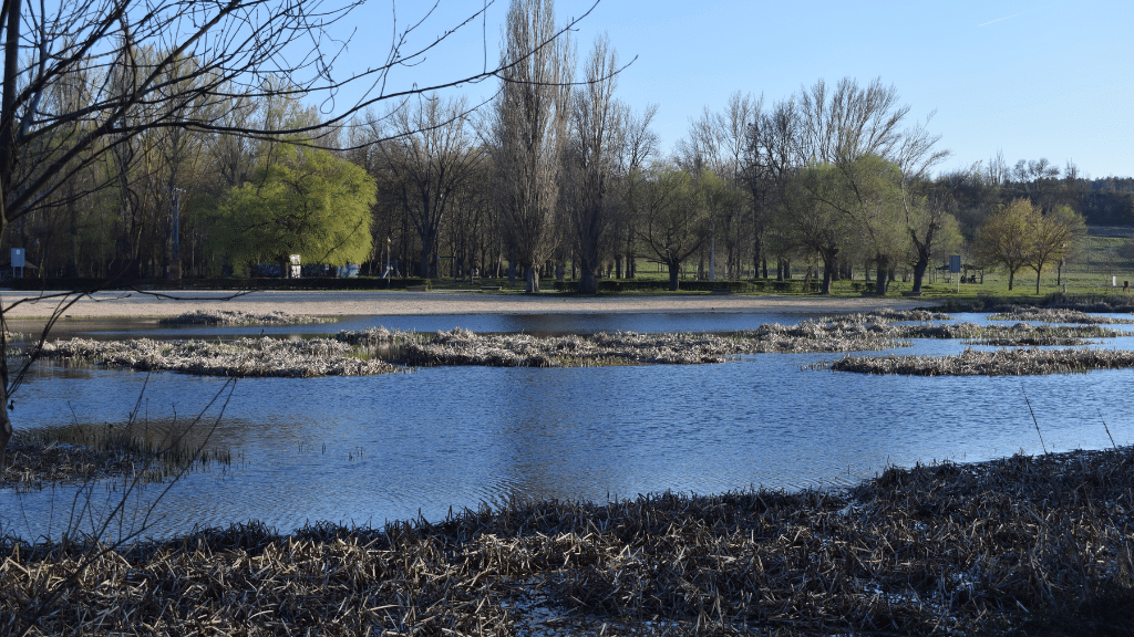 Difference Between Littoral and Riparian Rights | FL & TX Experts